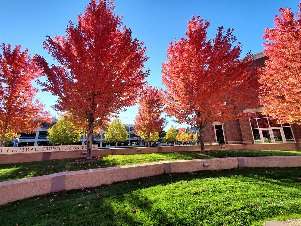 Services - Arbor Pro Idaho